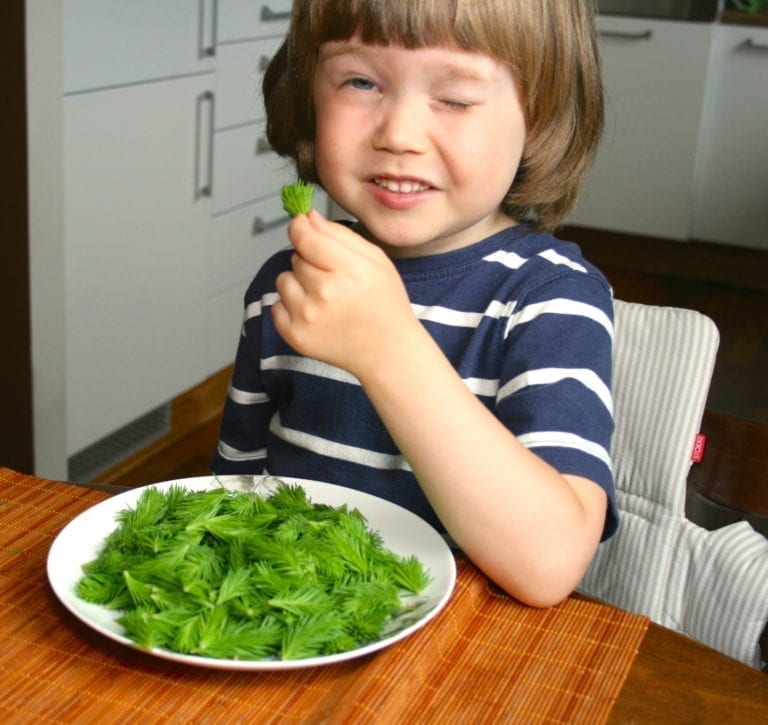Spruce Tips: 5 Reasons To Eat & 8 Ways To Use Them