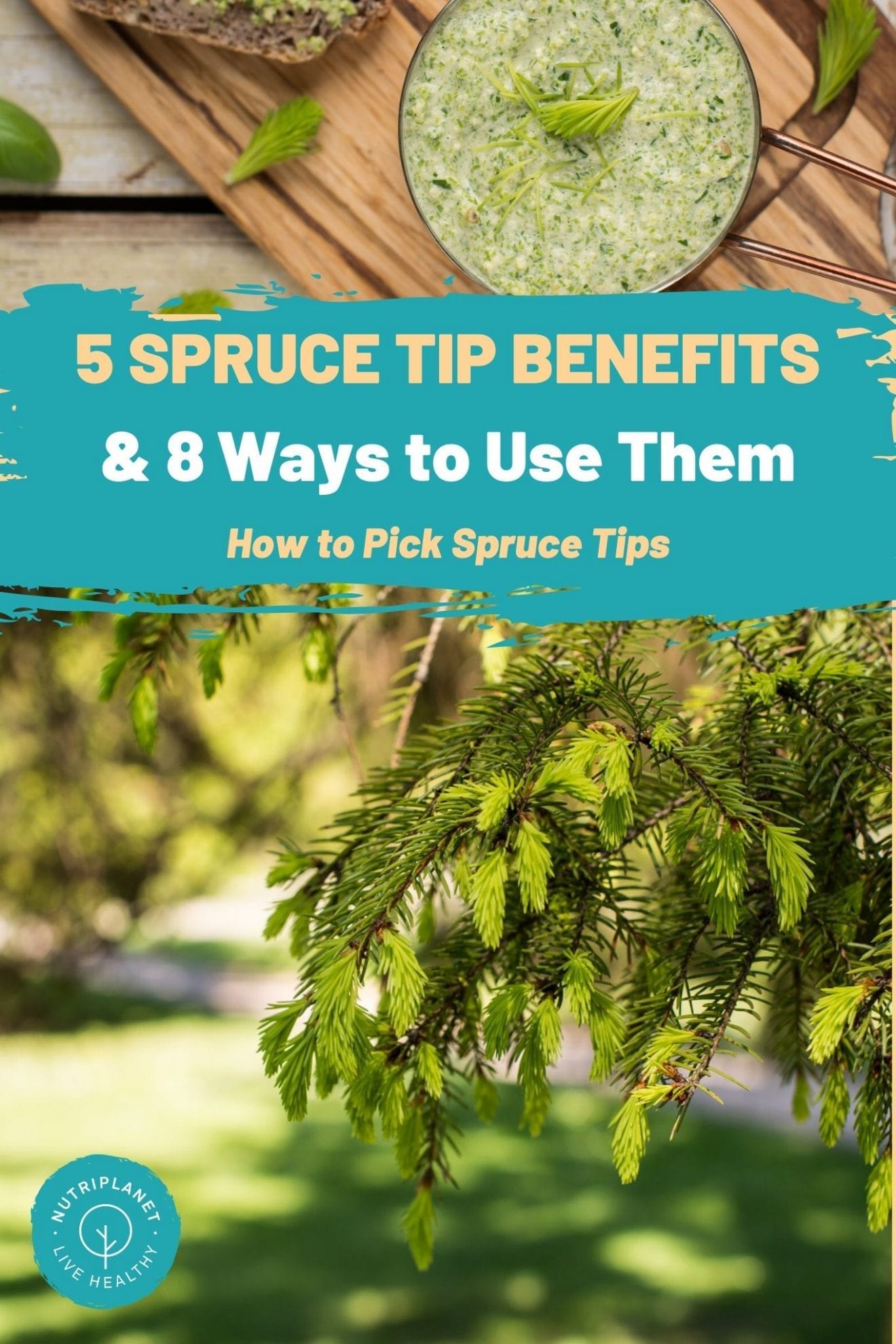 Spruce Tips: 5 Reasons To Eat & 8 Ways To Use Them