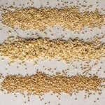 Sprouted Buckwheat aka How to Sprout Buckwheat | Nutriplanet