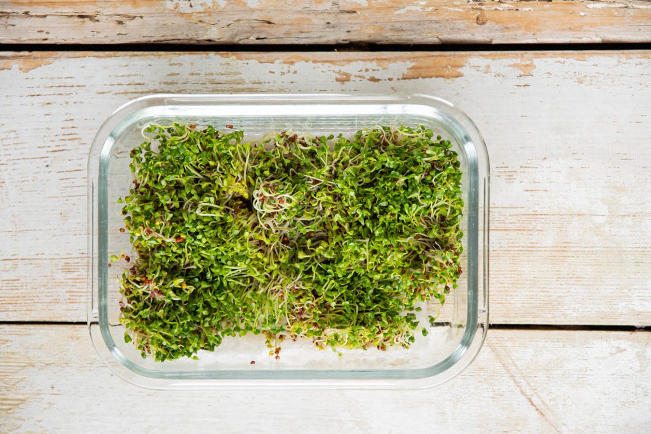 Broccoli Sprouts Benefits & How to Grow Broccoli Sprouts | Nutriplanet